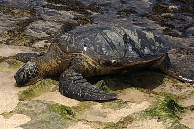 Circle Island tours - swim with turtles,Private & Small Group Tours - Who Will Love This Tour?