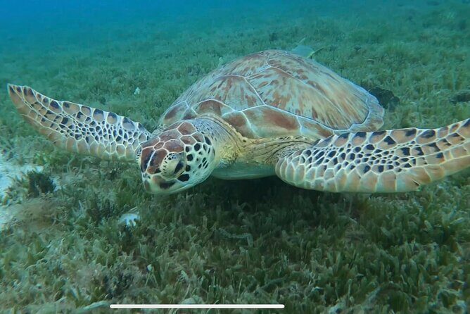 Circle the Island of St. John | Lunch stop at Lime Out (Taco Boat) - FAQ