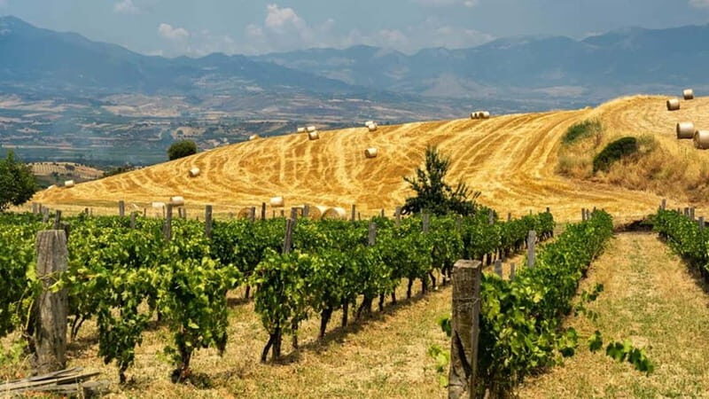 Cirò Marina: winery tour with tasting - What to Expect from the Winery Tour in Cirò Marina