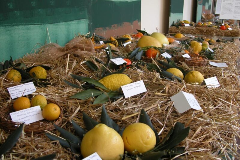 Cisternino: Journey among the fruit trees - Introduction to the Experience