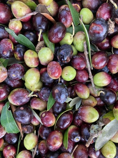 Cisternino: Make a soap with extra virgin olive oil - The Sum Up: Is This Experience Worth It?