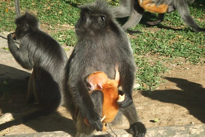 City, Batu Caves, Hot Spring, Silver Leaf Monkey & Fireflies Tour - What Reviewers Say