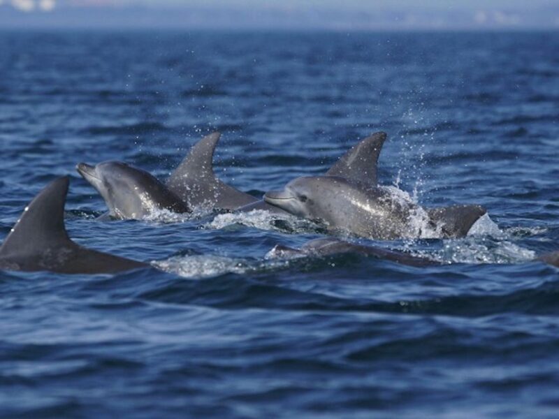 City of Side: Dolphin Island Boat Tour w/ Lunch & Drinks - The Sum Up: Who Will Love This Tour?