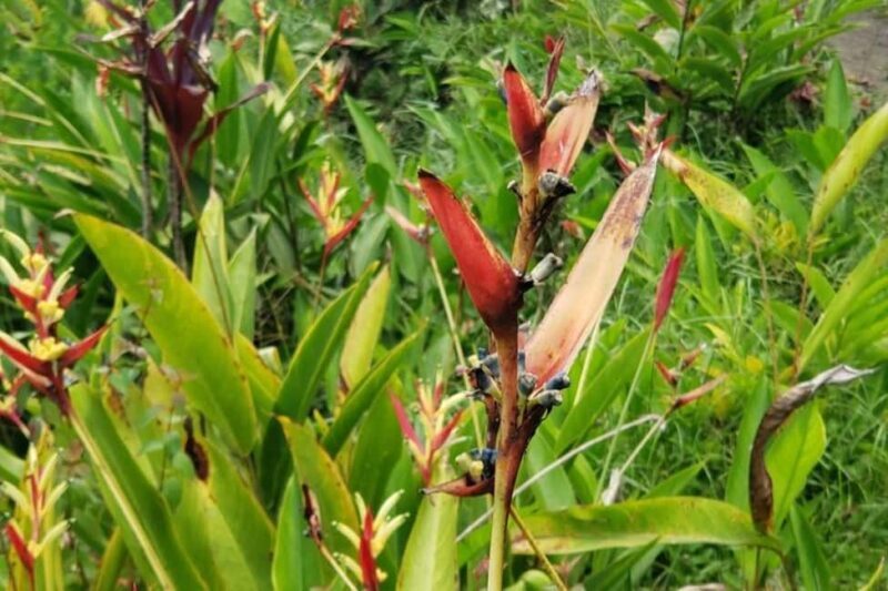 City Tour w/ Gardens, Volcano, Trafalgar Falls, Morne Bruce - Practicalities of the Tour