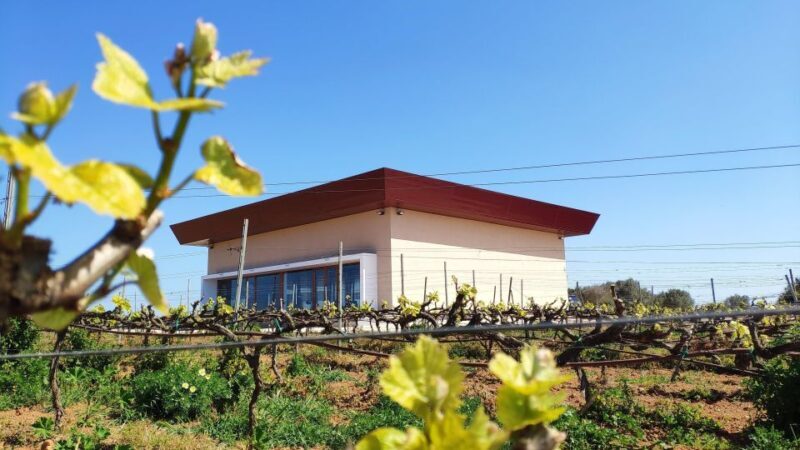 Ciutadella de Menorca: Family Winery Tour with Wine Tasting - A Detailed Look at the Tour Experience