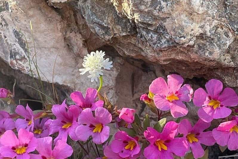 Claremont: California Botanic Garden Half Day Tour - An In-Depth Look at the California Botanic Garden Experience