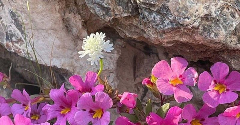 Claremont: California Botanic Garden Half Day Tour - FAQ