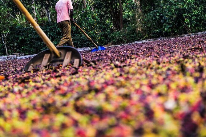 Classic Coorg Coffee Plantation experience - A Closer Look at the Tour Itself