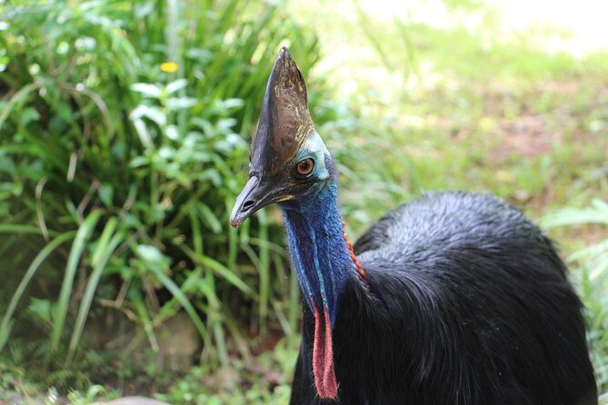 Classic Kuranda by Skyrail and Scenic Railway, Rainforestation & lunch. CKB - Additional Information