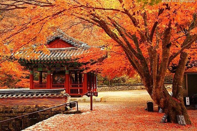 Classic Naejangsan National Park One Day Tour (Autumn Limited - Travel Comfort & Group Size