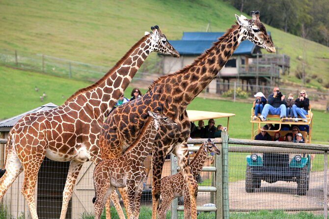 Classic Safari Adventure at Safari West - Key Points