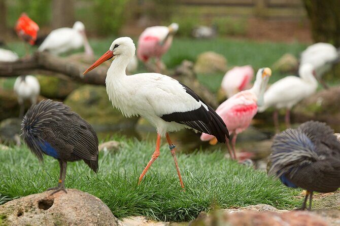 Classic Safari Adventure at Safari West - An In-Depth Review of Safari West’s Classic Safari Tour