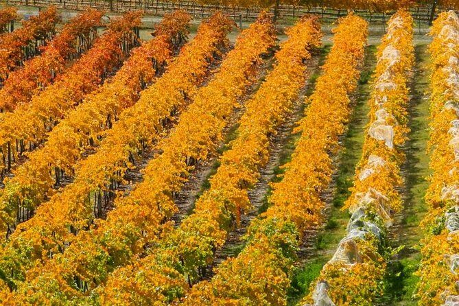 Classic Wanaka Wine Tour - Final Thoughts