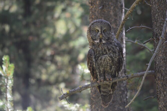 Classic Yellowstone Hike to the Shores of Lake Shoshone (Private - The Sum Up: Who Should Consider This Tour?