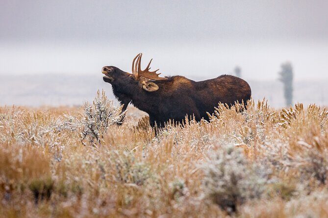 Classic Yellowstone National Park Lower Loop Picnic Lunch Tour - A Closer Look at the Tour Itself