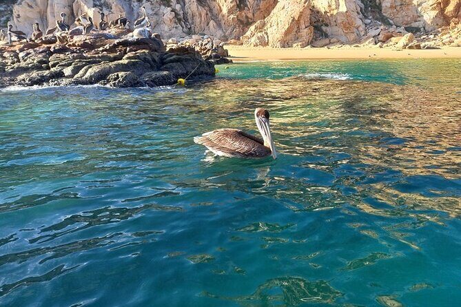 Clear Boat Tour in Cabo San Lucas - Frequently Asked Questions