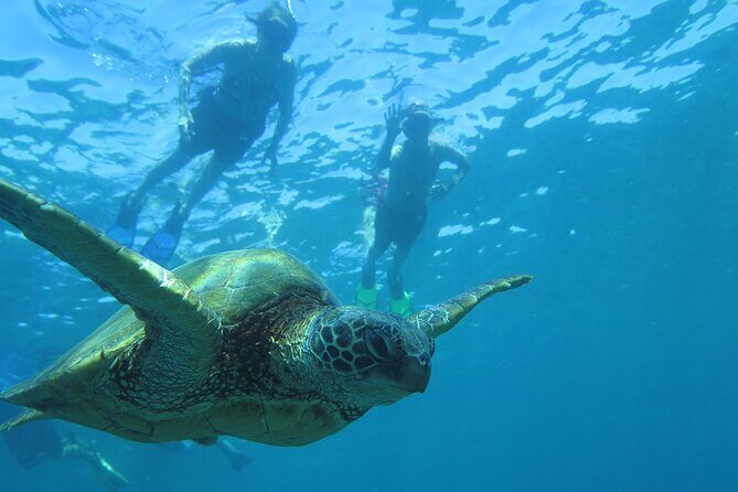 Clear Bottom Kayak and Snorkel Tour at Turtle Town, Makena - Practical Details & Considerations