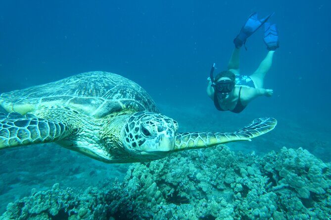 Clear Bottom Kayak and Snorkel Tour at Turtle Town, Makena - Authentic Guided Experience and Customer Feedback