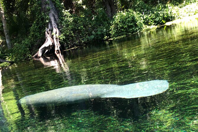 Clear Canoeing and Wildlife Sightseeing at Silver Springs - Final Thoughts