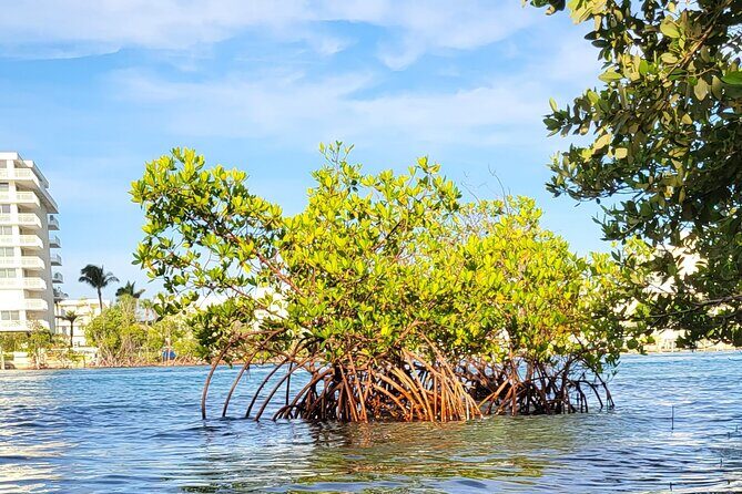 Clear Kayak Eco Tour in Jupiter, Florida - A Deep Dive into the Itinerary