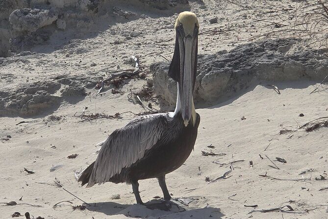 Clear Kayak ECO Tours - Key Points