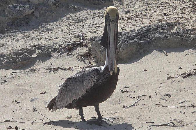 Clear Kayak ECO Tours - The Sum Up: A Genuine, Eco-Friendly Experience