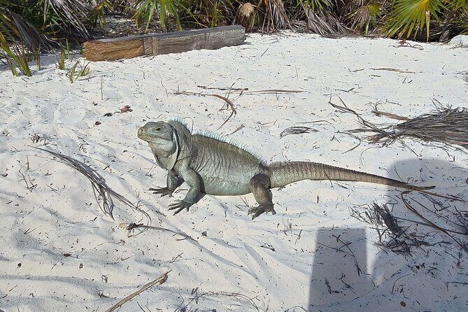 Clear Kayak ECO Tours - FAQs