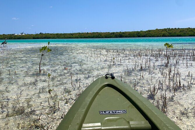 Clear kayak Grand Turk Island Kayak Tour of the mangroves - Pricing and Value