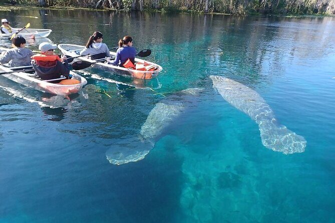 Clear Kayak or Paddleboard Manatee Adventure - Exploring Silver Springs: The Full Itinerary