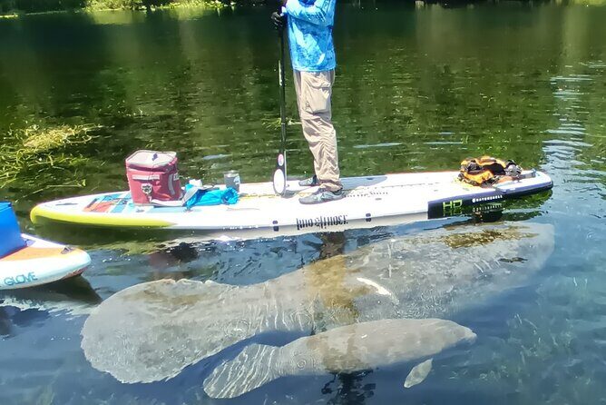 Clear Kayak or Paddleboard Manatee Adventure - Final Thoughts: Is It Worth It?