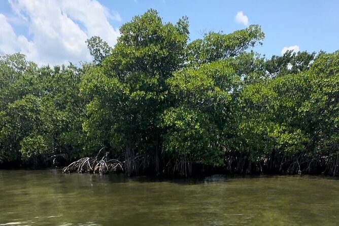 Clear Kayak RentalPeanut Island/West Palm Beach - Pricing and Value
