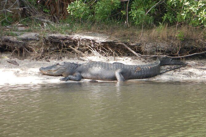 Clear Kayak Sunset Tour - Cocoa Beach - FAQ