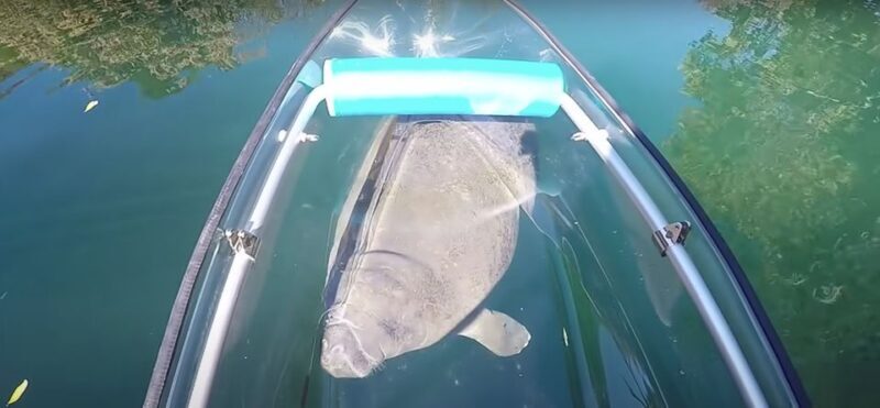 Clear Kayak Three Sisters Springs Ecotour of Crystal River - Itinerary Breakdown