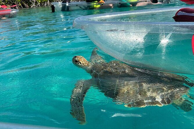 Clear Kayak Tour - The Experience in Detail: What You Can Expect