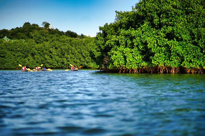 Clear Kayak Tour in Mangrove Antigua - Discover the Beauty of Antigua’s Mangroves with a Clear Kayak Tour
