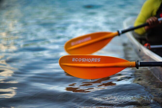 Clear Kayak Tour in Mangrove Antigua - Why the Clear Kayak Tour in Antigua is Worth Considering