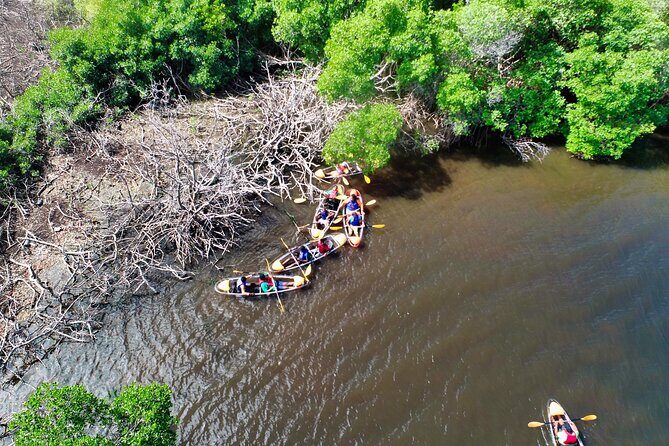 Clear Kayak Tour in Mangrove Antigua - Authentic Experiences and What Reviewers Say