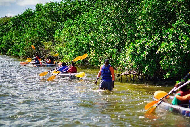 Clear Kayak Tour in Mangrove Antigua - Practical Details and Tips for Travelers