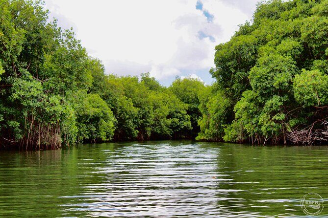 Clear Kayak Tour in Mangrove Antigua - Who Will Enjoy This Tour?