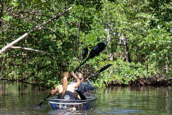 Clear Kayak Tour in North Miami Beach - Mangrove Tunnels - The Itinerary — What to Expect