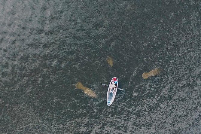 Clear Kayak Tour of Tarpon Springs | Manatee Season - Detailed Breakdown of the Itinerary