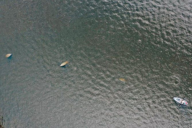 Clear Kayak Tour of Tarpon Springs | Manatee Season - Wildlife Sightings and the Best Times