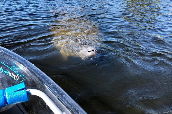 Clear Kayak Tour of Tarpon Springs | Manatee Season - Final Thoughts