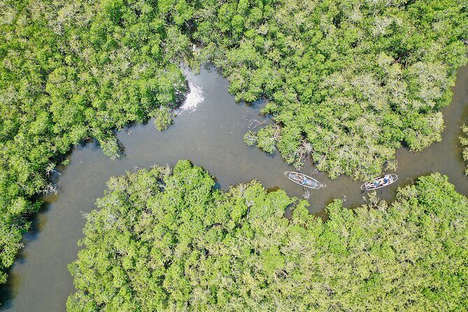 Clear Kayak Tour of Tarpon Springs Sponge Docks & Mangroves - Who Is This Tour For?