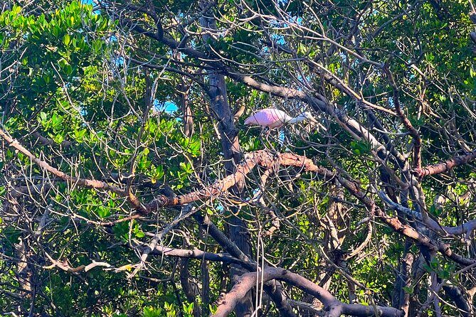 Clear/Standard Kayak Self Guided Island EcoTour Bonita Springs! - An In-Depth Look at the EcoTour Experience