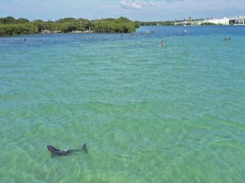 Clearwater Beach: Clear Kayak Tour with an ecotour guide - Practical Tips for a Great Experience