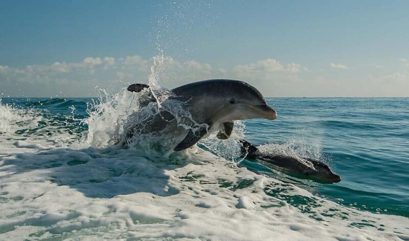 Clearwater Beach: Dolphin Excursion - Flippers Fun Boat - Overview of the Experience