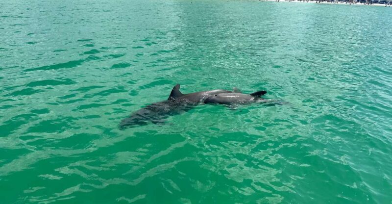 Clearwater Beach: Dolphin & Island Sandbar Cruise - An Authentic, Well-Organized Water Adventure