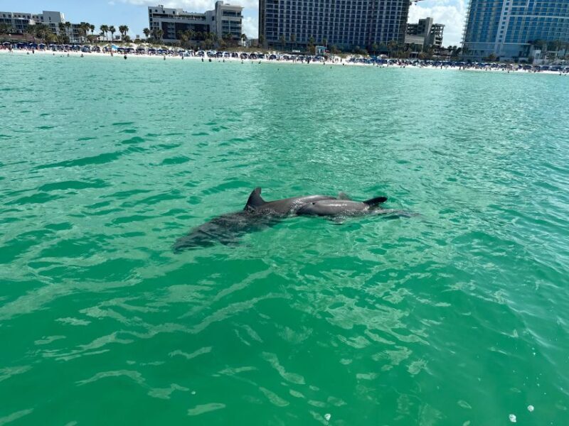 Clearwater Beach: Dolphin & Island Sandbar Cruise - What to Bring and Tips
