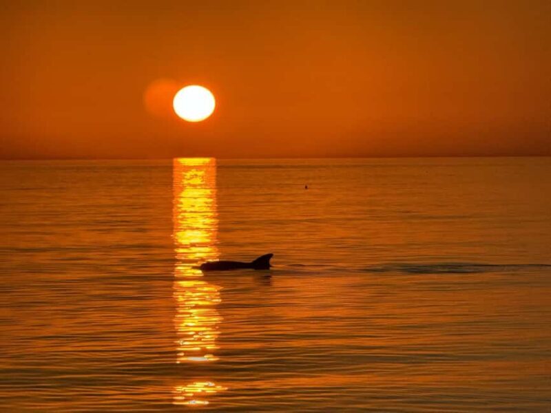 Clearwater Beach: Dolphin-Watching Sunset Cruise - The Value for Travelers